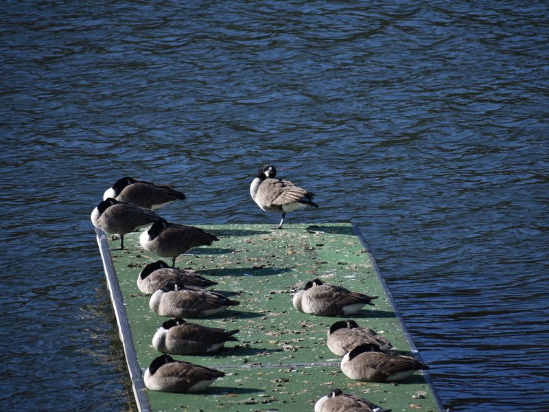Sleeping Geese | Smithsonian Photo Contest | Smithsonian Magazine