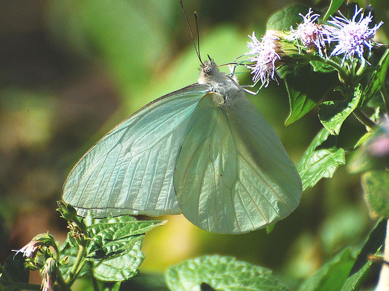 tiny white butterfly florida