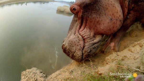 Smithsonian Magazine