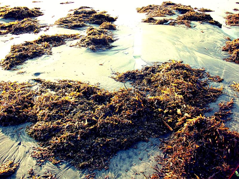Beautiful seaweeds at the seashore. | Smithsonian Photo Contest ...