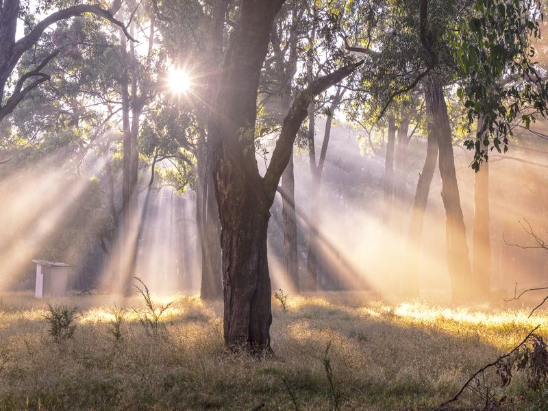 Light streaming through trees | Smithsonian Photo Contest | Smithsonian ...
