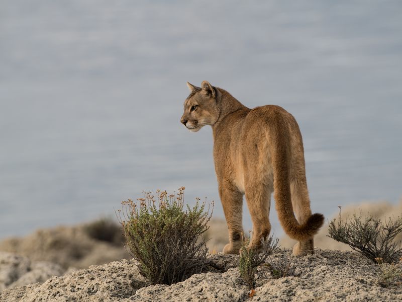 Patagonia Puma | Smithsonian Photo Contest | Smithsonian Magazine