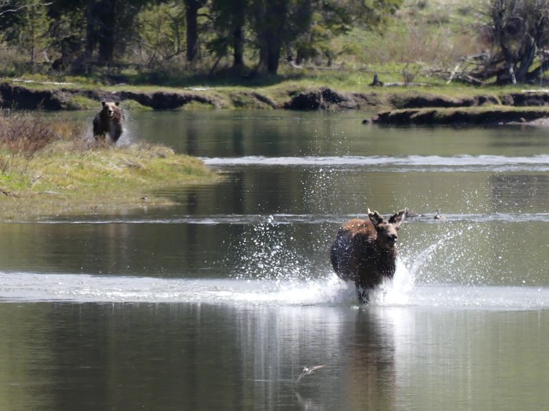 Grizzly Chasing Elk | Smithsonian Photo Contest | Smithsonian Magazine