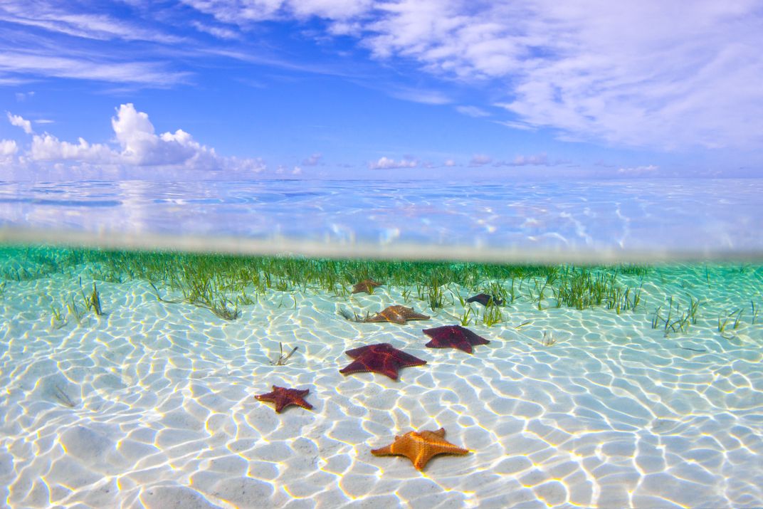 Stars of the Bahamas | Smithsonian Photo Contest | Smithsonian Magazine
