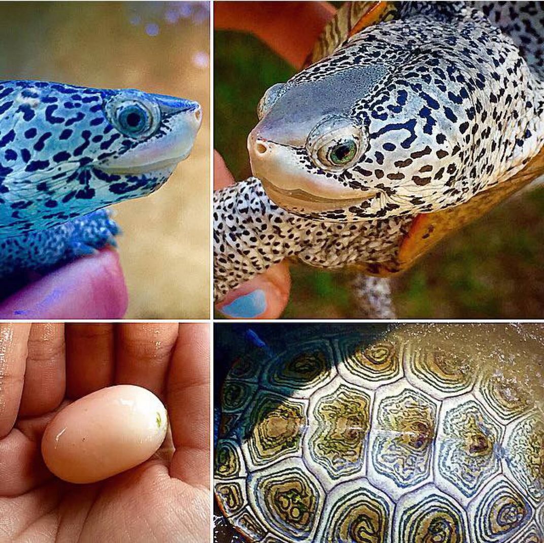 Diamonds in the Marsh | Smithsonian Photo Contest | Smithsonian Magazine