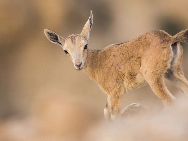 Ibex kid | Smithsonian Photo Contest | Smithsonian Magazine