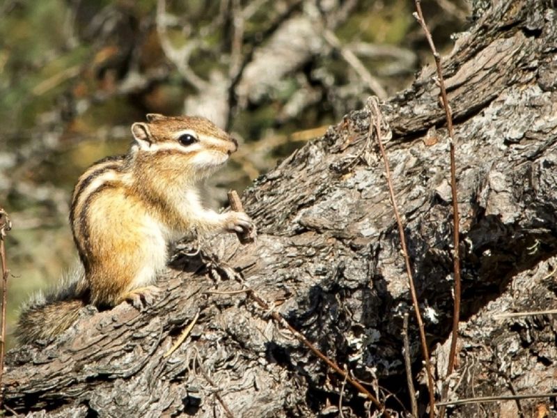 chipmunk | Smithsonian Photo Contest | Smithsonian Magazine