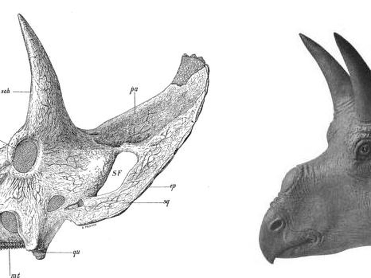 Torosaurus Skull Tate Offers Taste Of T Rex Treat; Torosaurus Skull