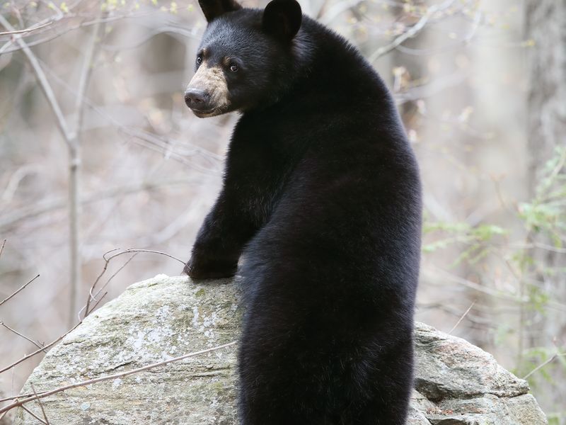 Wild Black Bear Yearling in Ontario, Canada. | Smithsonian Photo ...
