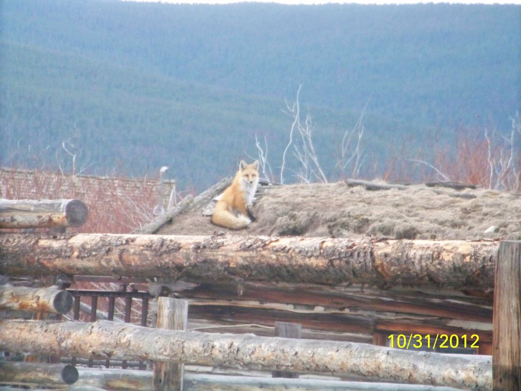 While driving the backroads of Wisdom, Montana, saw this fox sitting on ...