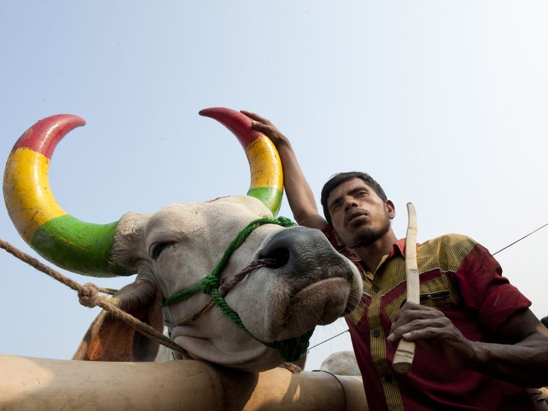 A man standing with his cow in a cow market in Chittagong, Bangladesh ...
