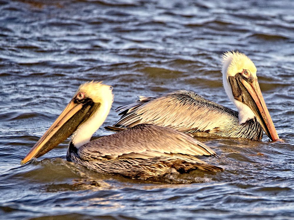 Pelican Pair | Smithsonian Photo Contest | Smithsonian Magazine