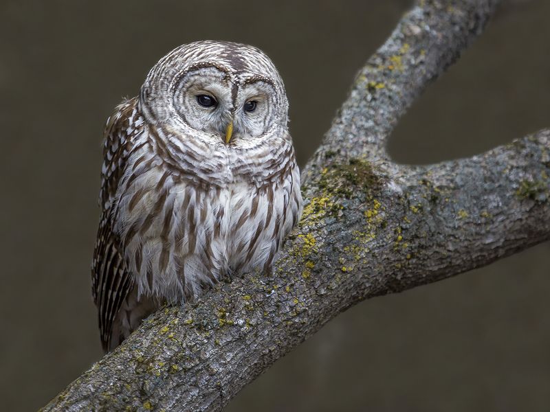 Barred Owl | Smithsonian Photo Contest | Smithsonian Magazine