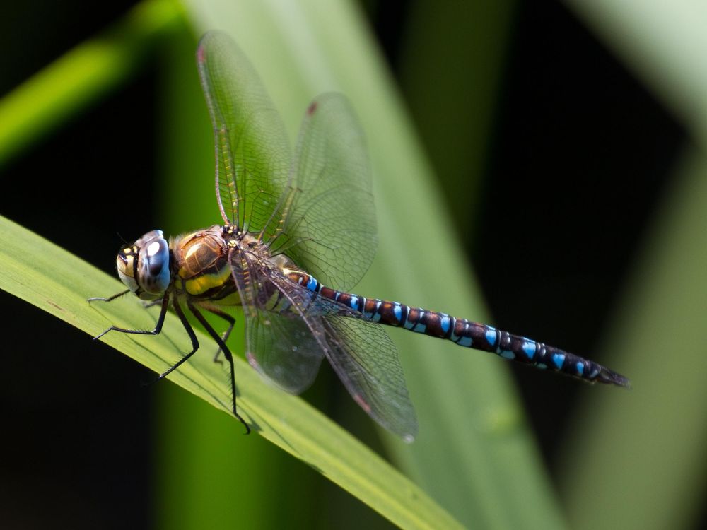 Flap Like a Dragonfly