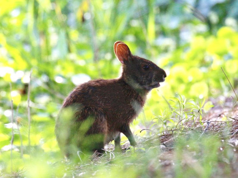 Florida rabbit at Wakodoatchee Wetlands | Smithsonian Photo Contest ...
