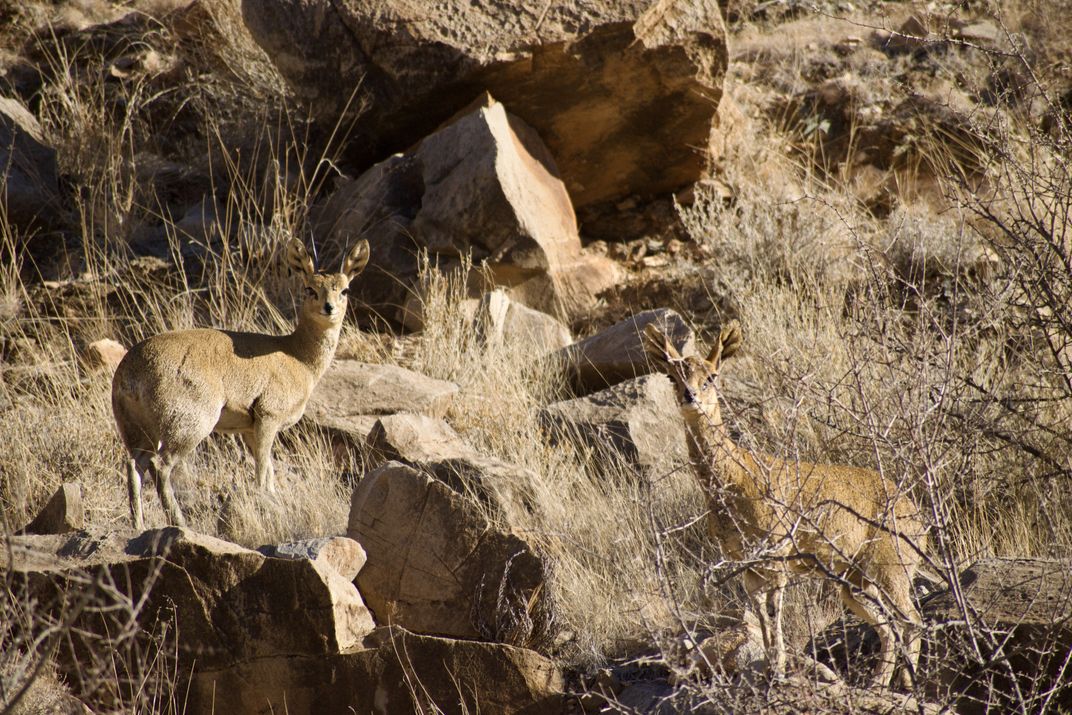 Springbok encounter humans | Smithsonian Photo Contest | Smithsonian ...