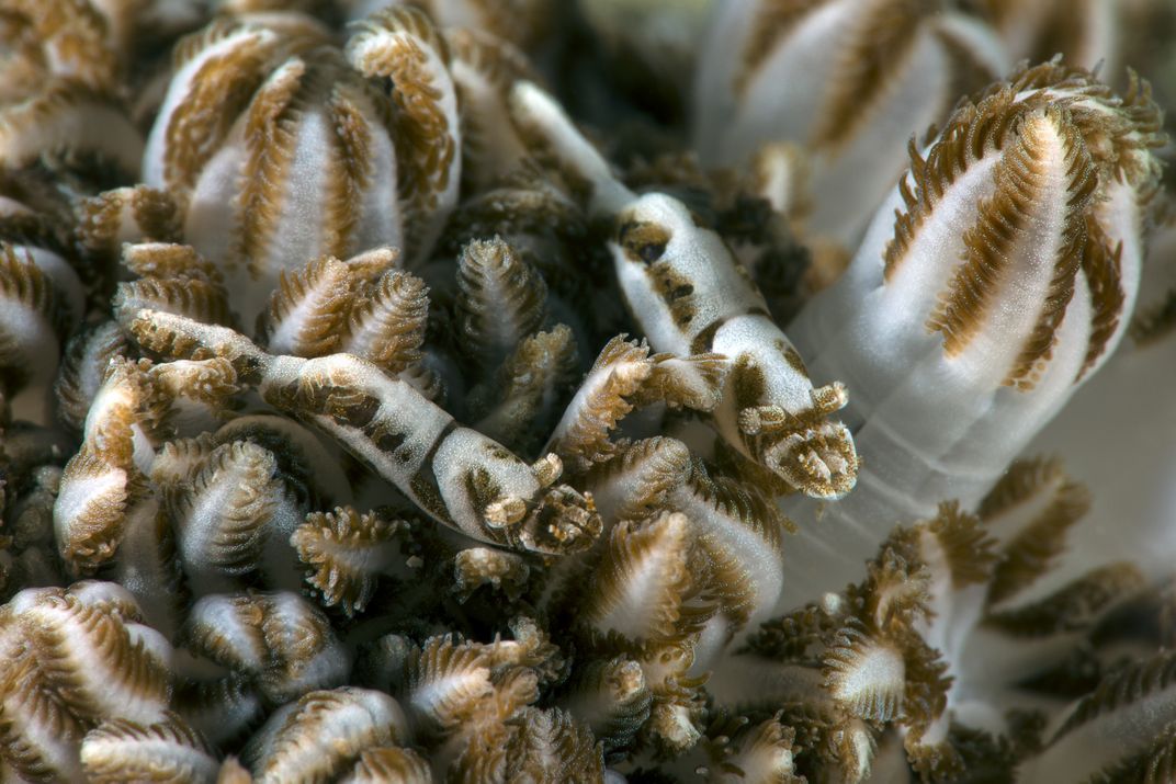A pair of tiny Xenia shrimps Hippolyte commensalis perfectly ...