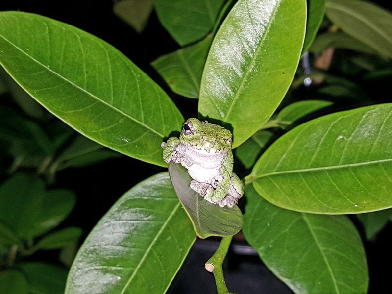 Winking Frog | Smithsonian Photo Contest | Smithsonian Magazine