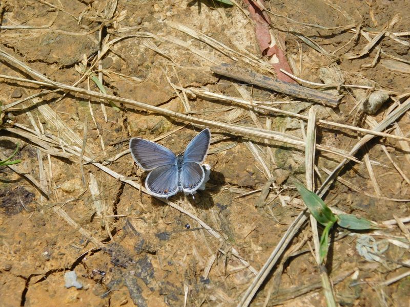 blue moth | Smithsonian Photo Contest | Smithsonian Magazine