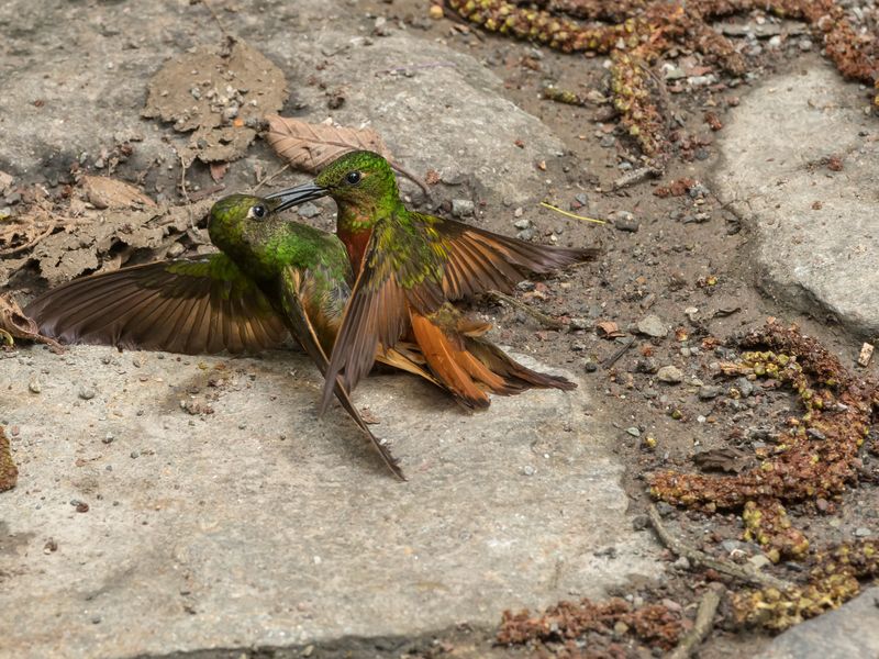 Angry Hummingbird Smackdown Fight | Smithsonian Photo Contest ...
