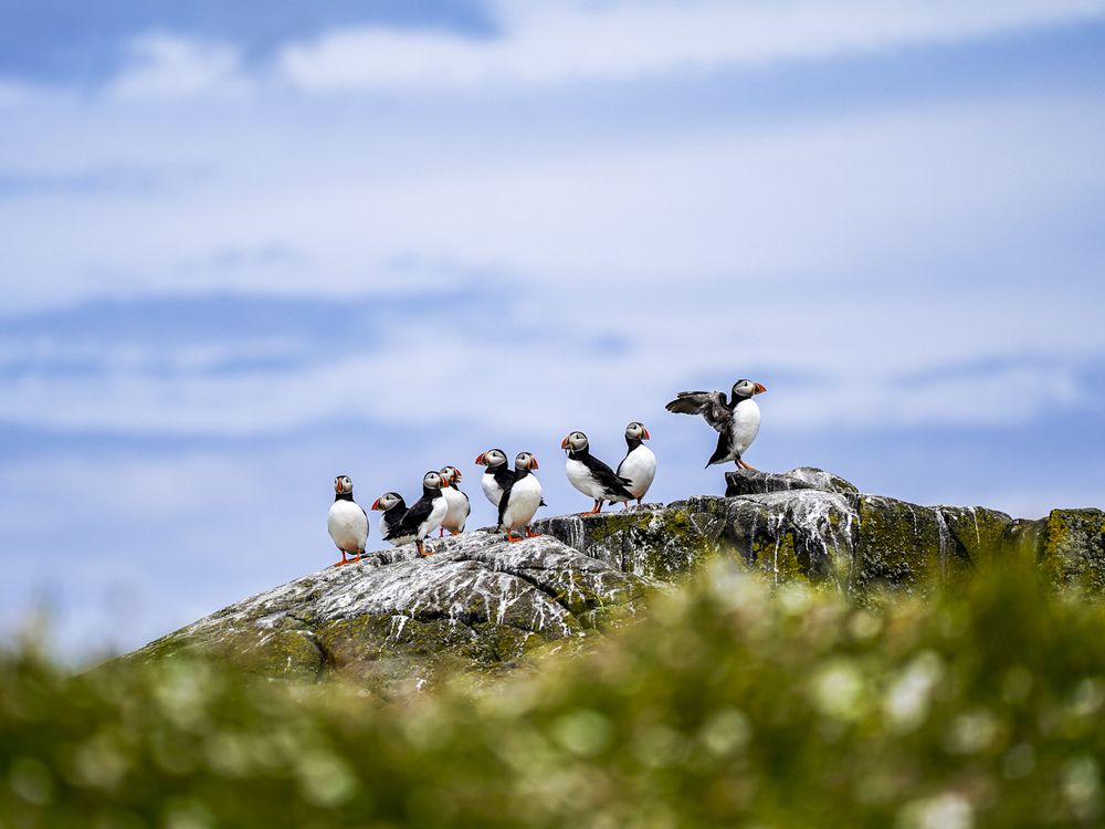 CIRCUS OF PUFFINS | Smithsonian Photo Contest | Smithsonian Magazine