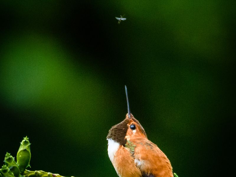 Snack time? Hummingbird and mosquito | Smithsonian Photo Contest ...