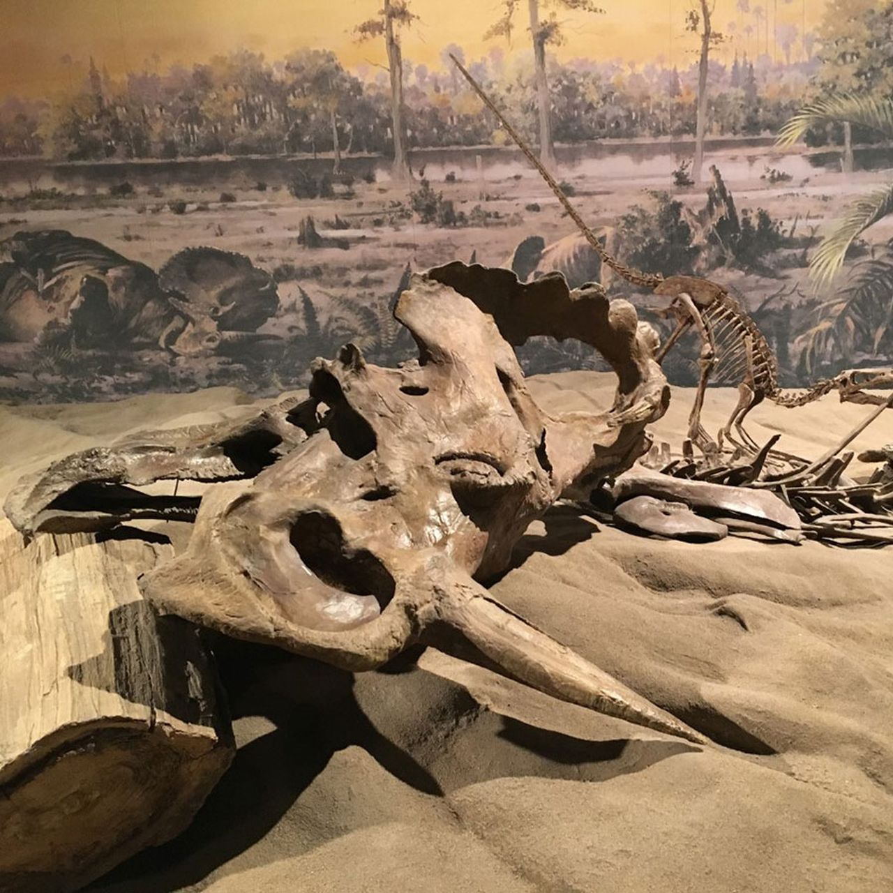 centrosaurus skeletal