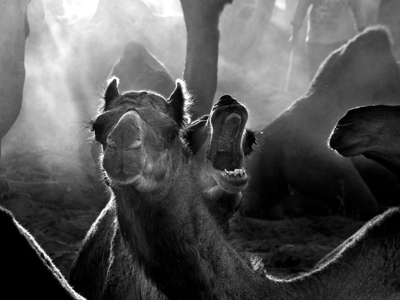 Crying Camel | Smithsonian Photo Contest | Smithsonian Magazine