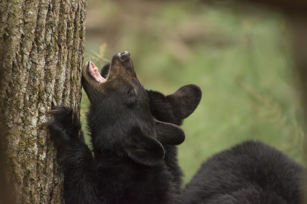 Bear cub yawning. | Smithsonian Photo Contest | Smithsonian Magazine