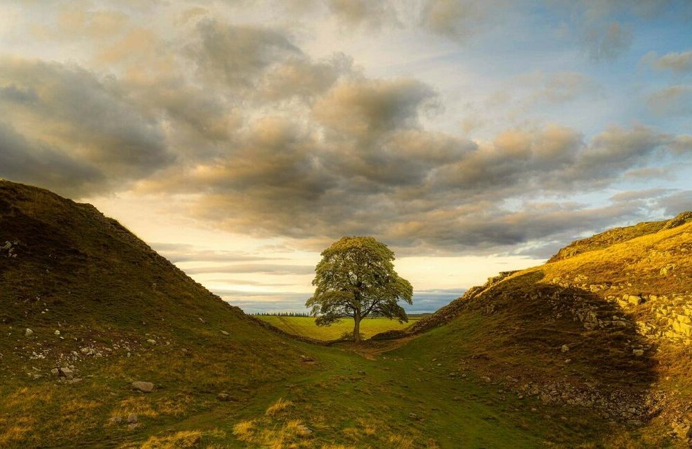 One Year After England's Famous Sycamore Gap Tree Was Illegally Felled, a New Exhibition Honors ...