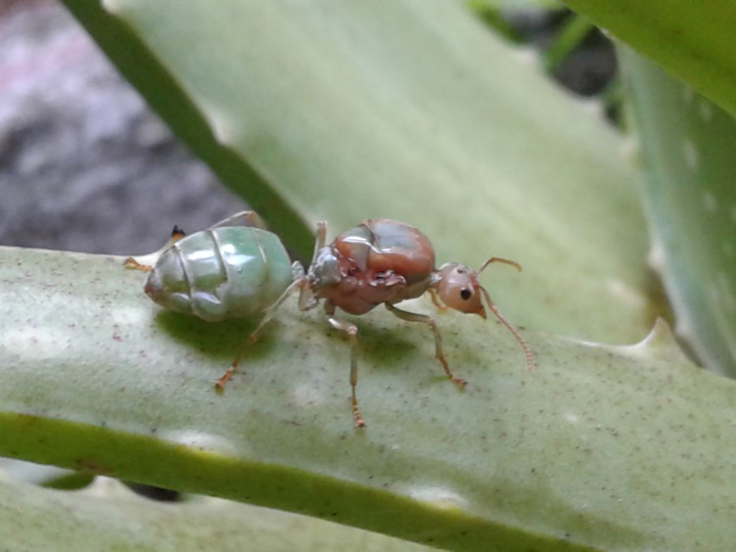 Green Asian weaver ant | Smithsonian Photo Contest | Smithsonian Magazine