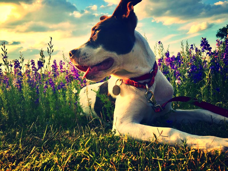 Ostara in the garden | Smithsonian Photo Contest | Smithsonian Magazine