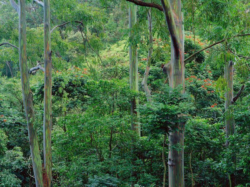 Eucalyptus Forest | Smithsonian Photo Contest | Smithsonian Magazine
