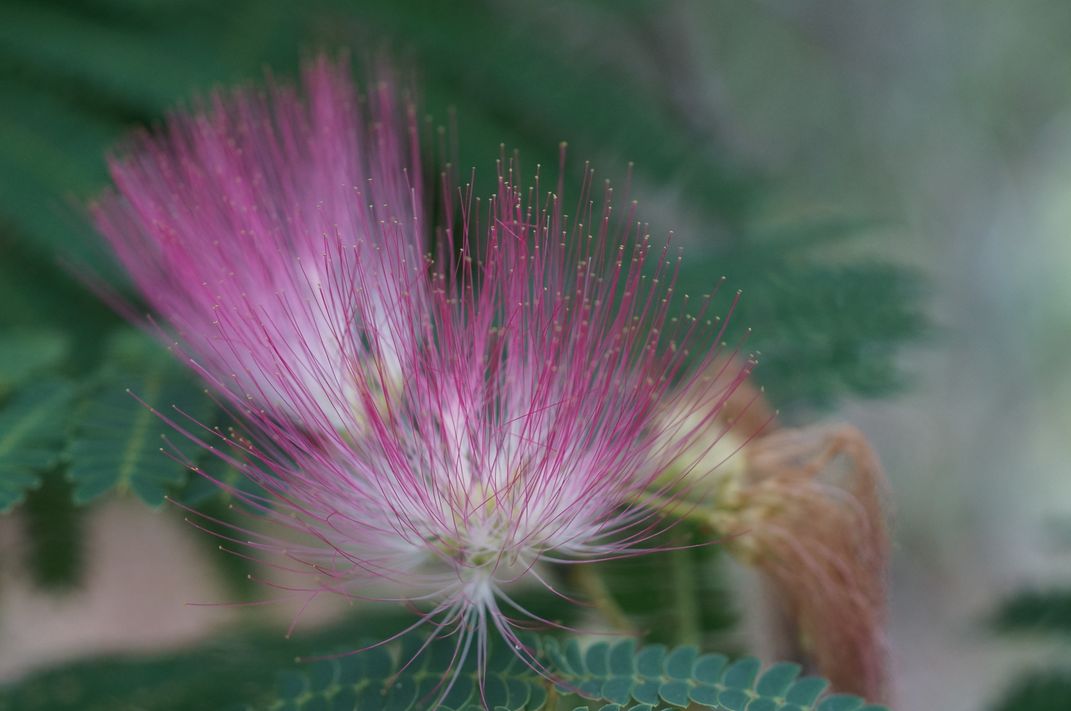 Powder Puff Flower | Smithsonian Photo Contest | Smithsonian Magazine