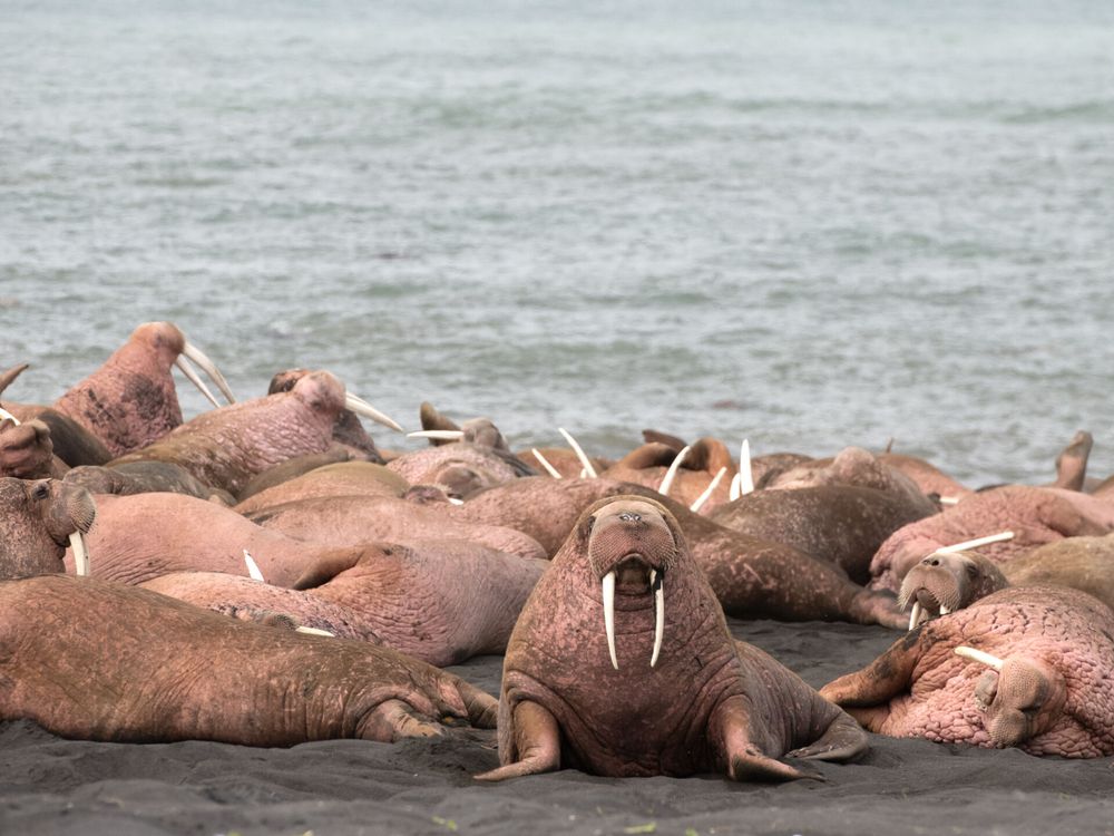 walrus hand skeleton