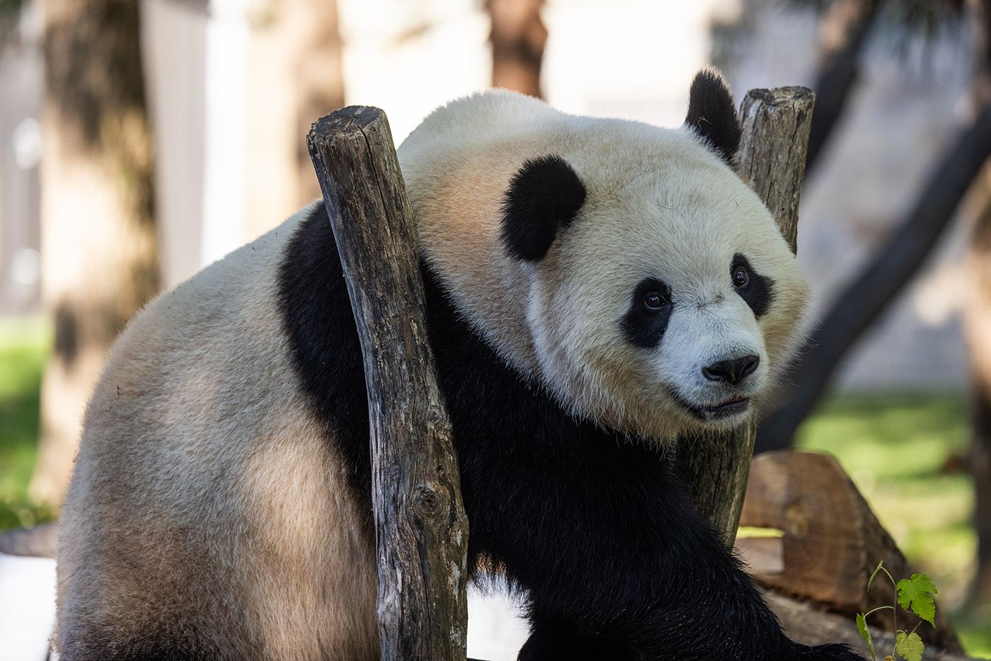 How Can You Tell the National Zoo's Giant Pandas Apart? | Smithsonian ...
