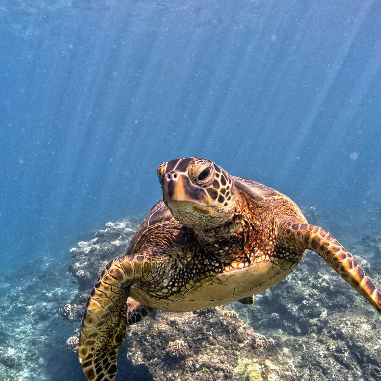 endangered animals turtles