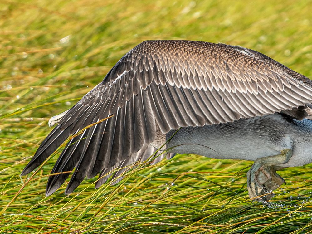 Wings and water | Smithsonian Photo Contest | Smithsonian Magazine
