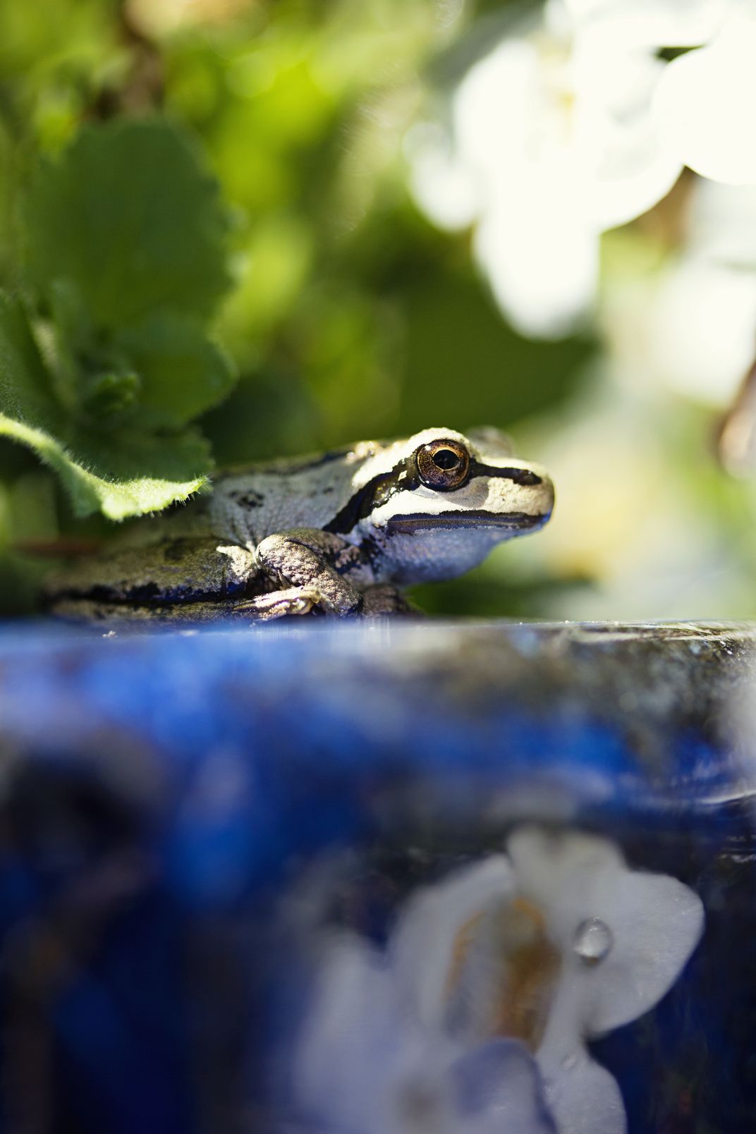 Found this tiny frog while watering plants and he sat patiently while ...