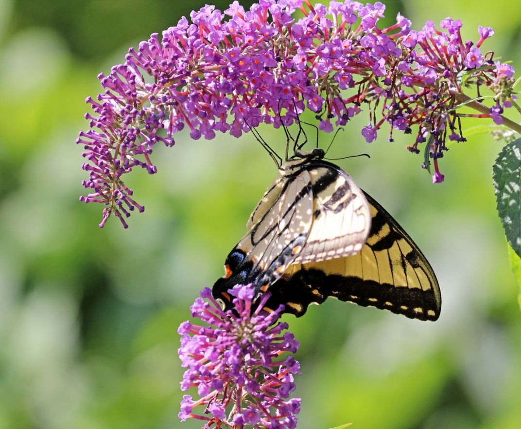 Butterfly at work | Smithsonian Photo Contest | Smithsonian Magazine