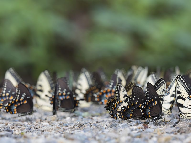 A Puddle Party of Butterflies | Smithsonian Photo Contest | Smithsonian ...