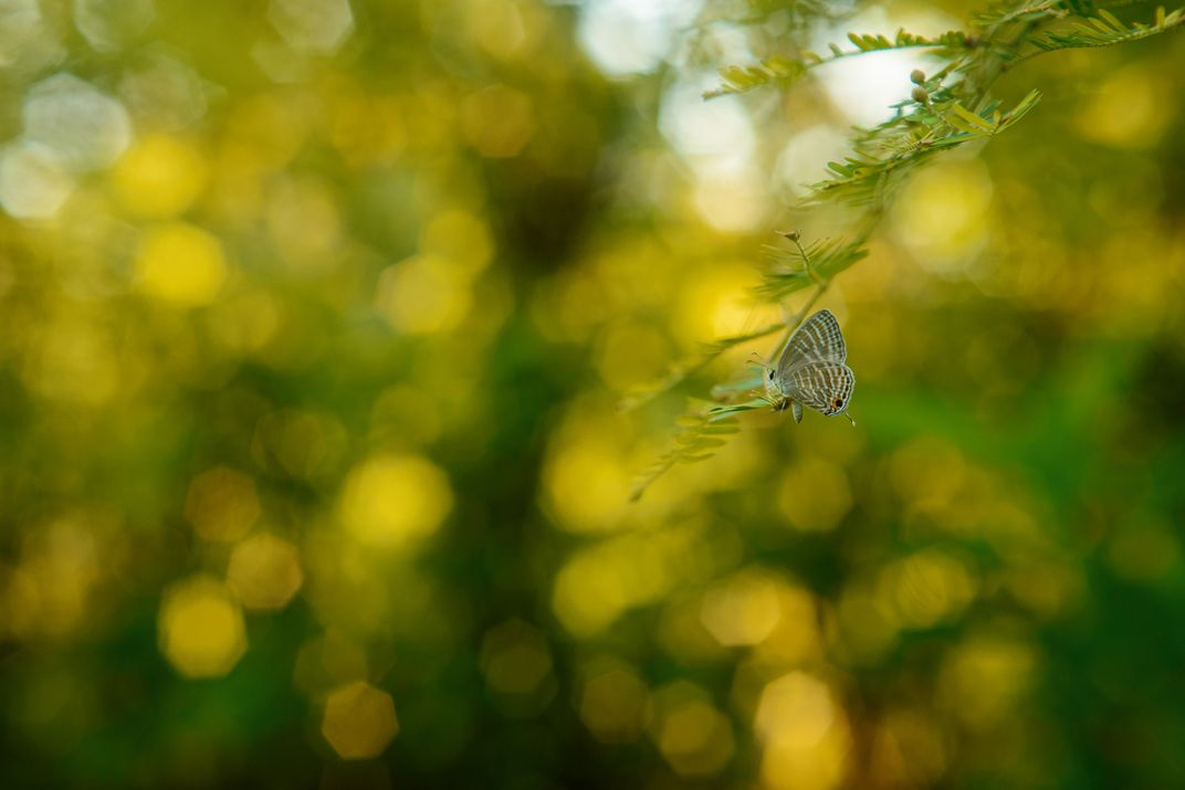 Butterfly in the bokeh | Smithsonian Photo Contest | Smithsonian Magazine