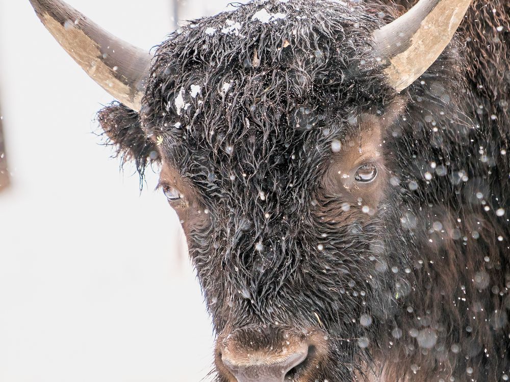 A Portrait of Young Bull | Smithsonian Photo Contest | Smithsonian Magazine