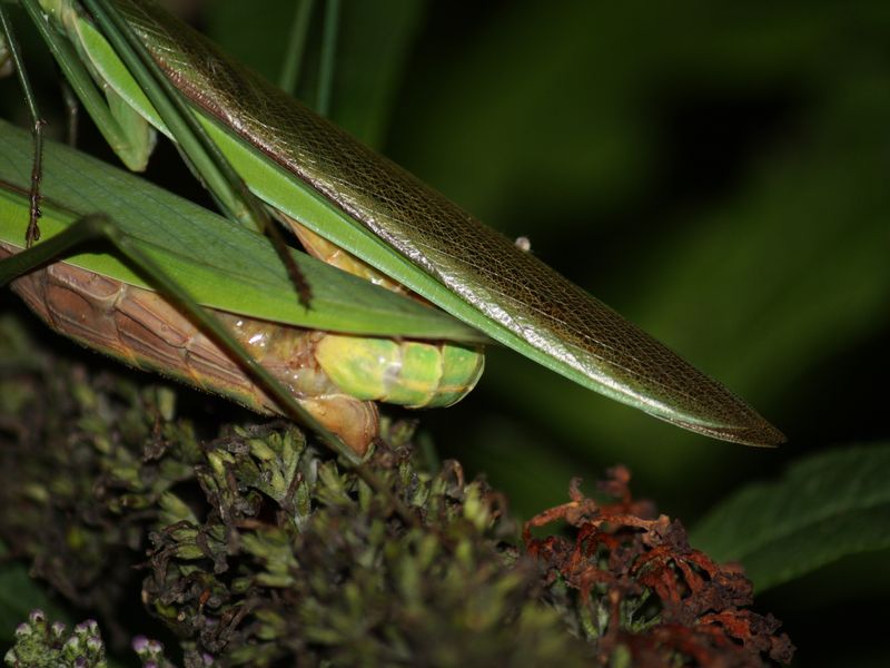 Macro shot of two Chinese Praying Mantis reproductive organs during ...