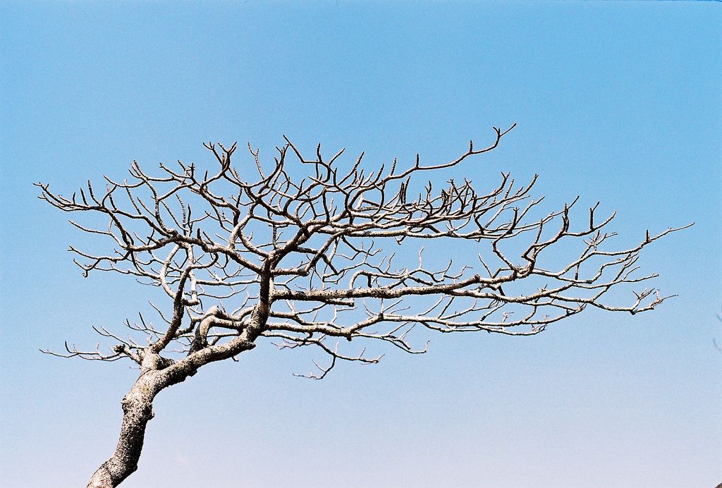 Dried up tree atop Kumaraparvatha, Karnataka, India. | Smithsonian ...
