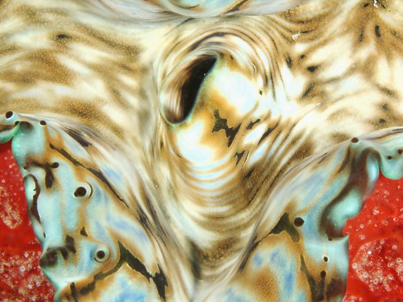 clam mantle | Smithsonian Photo Contest | Smithsonian Magazine