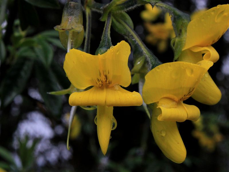 Yellow Rhododendron | Smithsonian Photo Contest | Smithsonian Magazine