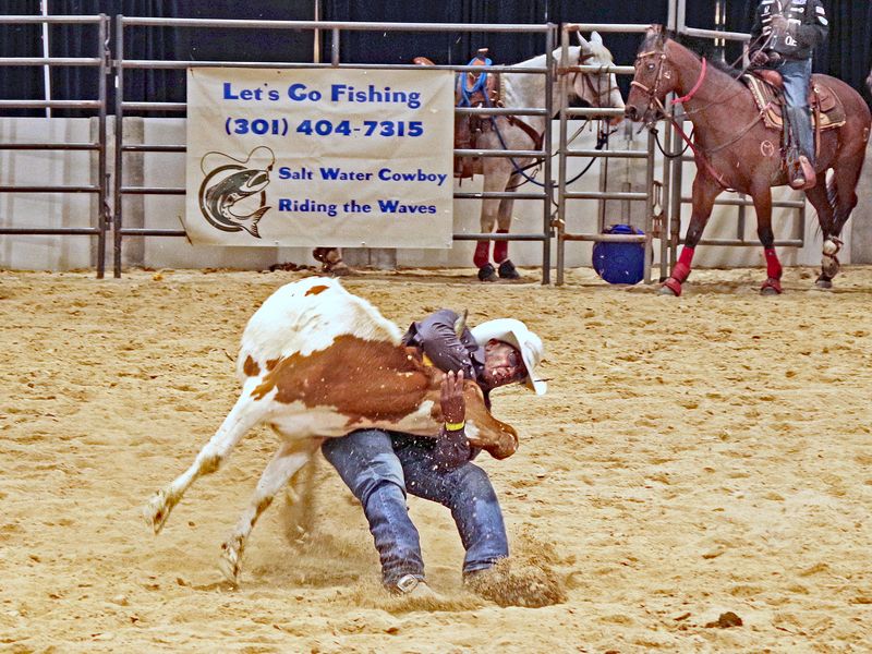 Bulldogging at the Black Rodeo Invitation | Smithsonian Photo Contest ...