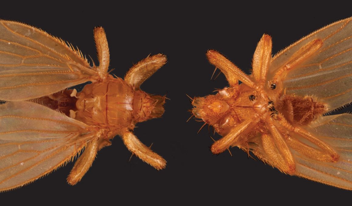 National Museum of Natural History Blog | Smithsonian Magazine