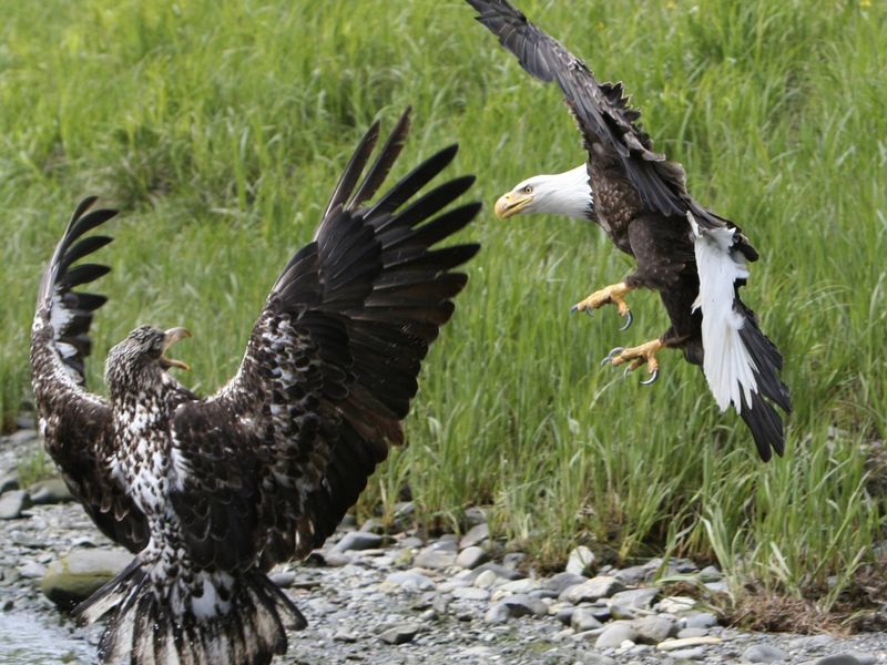 Eagles take fight. | Smithsonian Photo Contest | Smithsonian Magazine